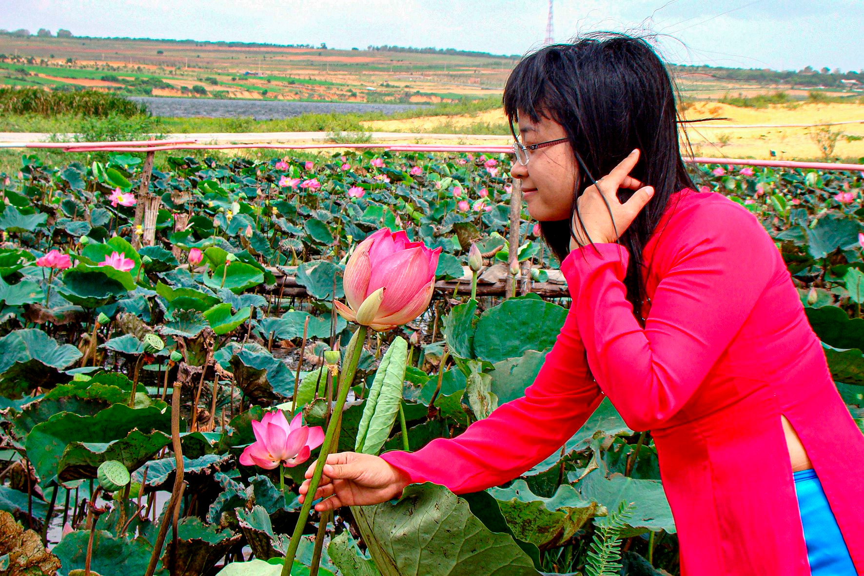 Hoa sen nở tuyệt đẹp bên đồi Trinh Nữ