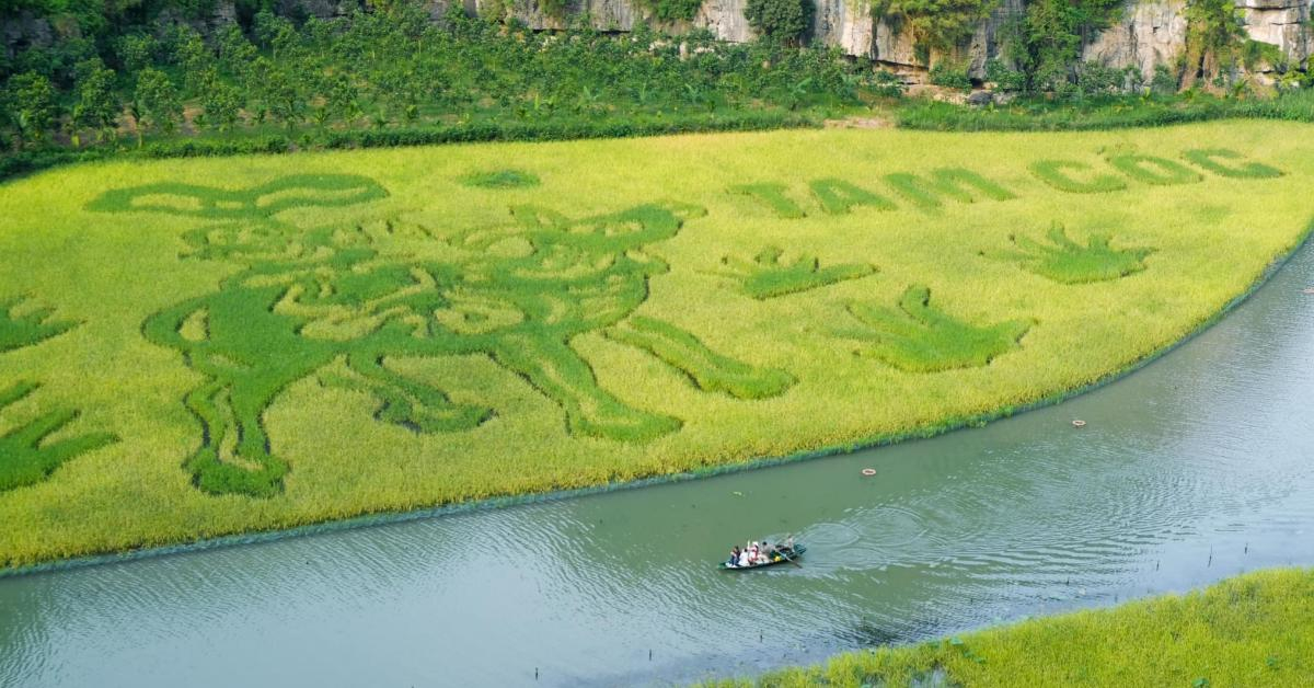 Hè về, xuôi dòng Ngô Đồng ngắm sắc lúa chín vàng